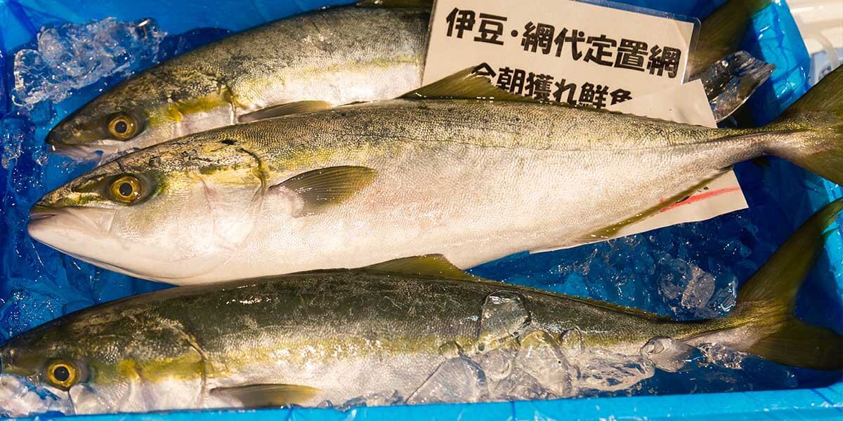 Sashimi Grade Yellowtail Fillets (Hamachi) ~1.6 lbs – Make Sushi